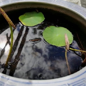 简单平轩 