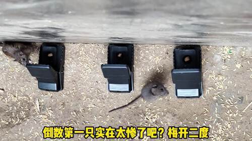 倒数第一只实在太惨了吧?梅开二度!