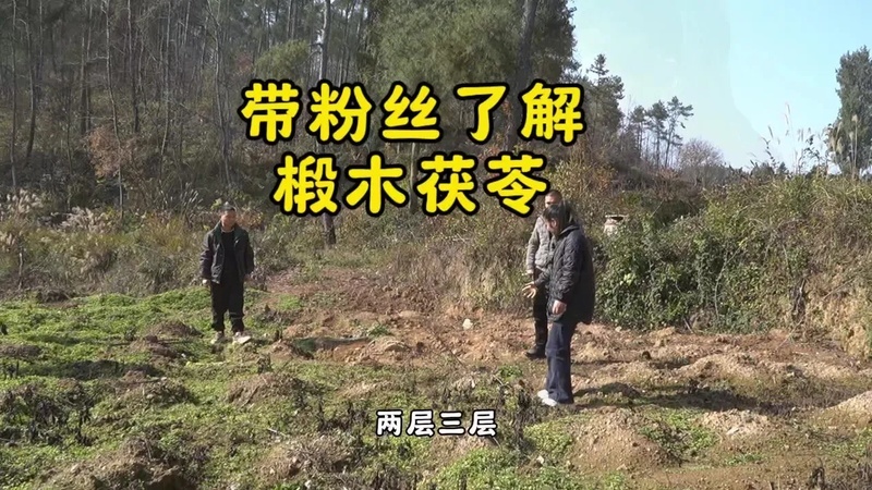 带粉丝了解椴木茯苓 椴木茯苓