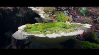 生物多样性主题公益广告《多姿多彩》