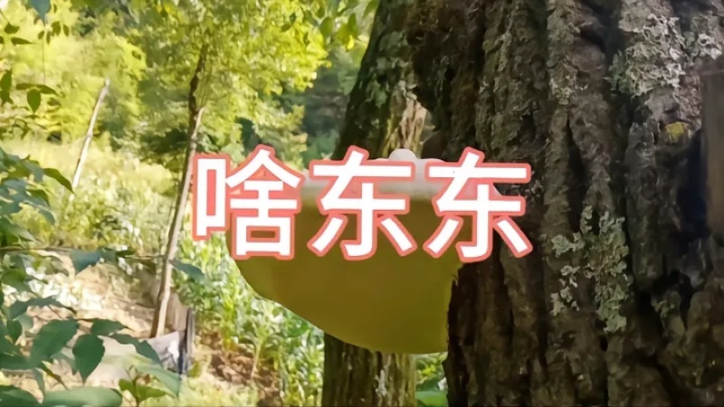 今天没找到桑黄,路边碰到这个东西,有认识的吗科普一下!