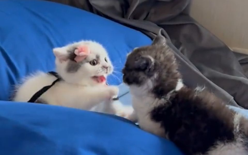住手!小猫咪不可以打架!