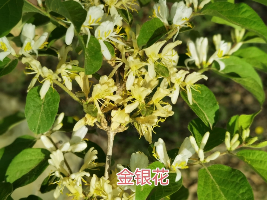 金银花:又名“双花”,“忍冬花”等,具有清热解毒,疏散风热作用的中药。