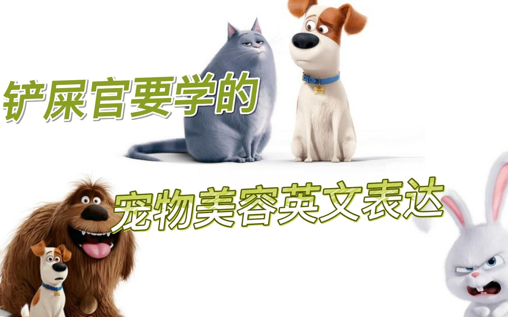 铲屎官要学的宠物美容英文表达