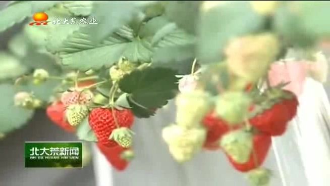 打造高标准农田项目,北大荒集团建设现代化农业产业园