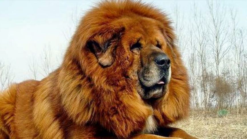 藏獒和“中原獒”,九狗出一獒,獒是怎么产生的