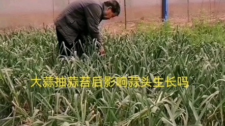 大蒜抽蒜苔后影响蒜头生长吗?