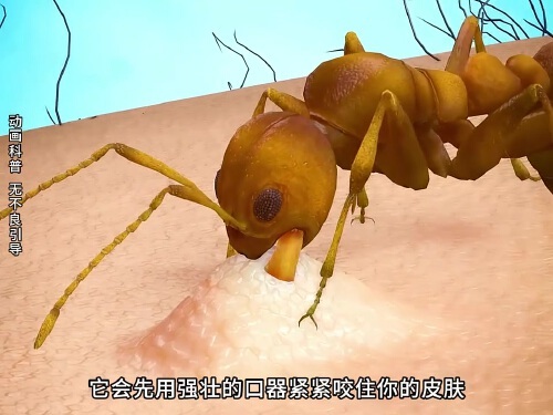 你被蚂蚁蜇过几次呢科普一下蚂蚁动画科普