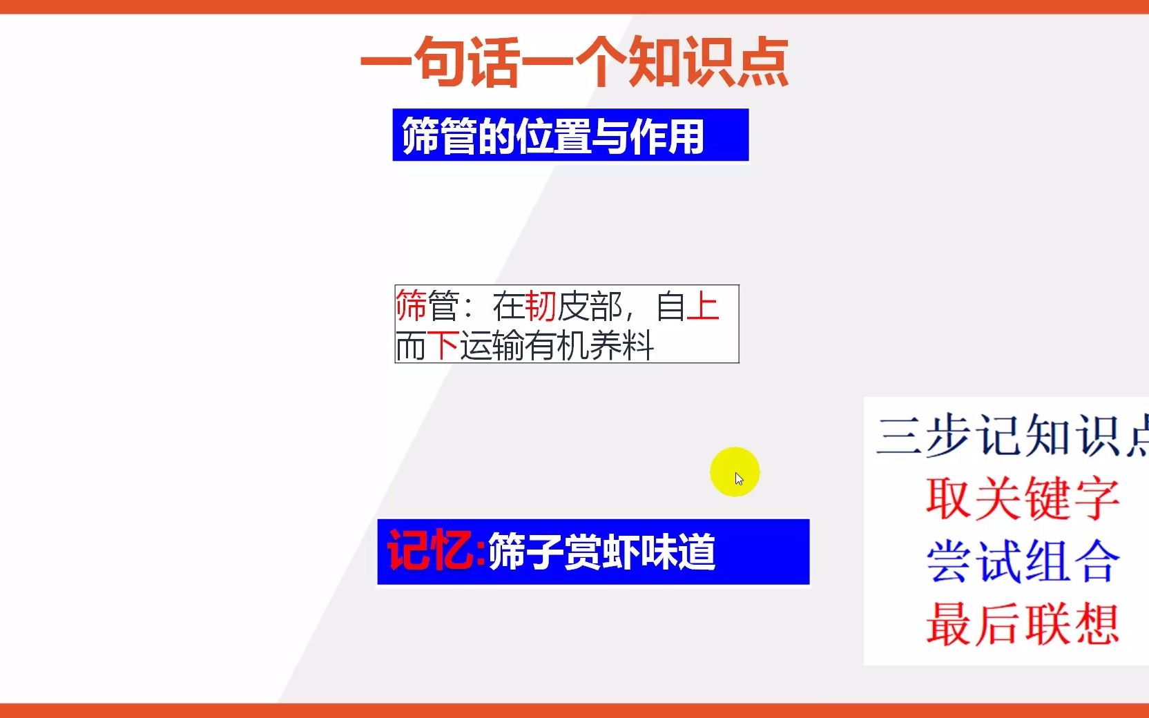 【七年级上册生物知识点记忆】筛管的位置和作用