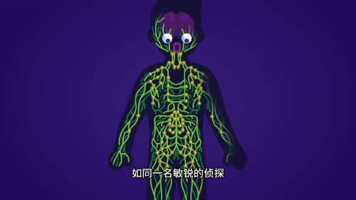 免疫细胞是如何战斗的?!