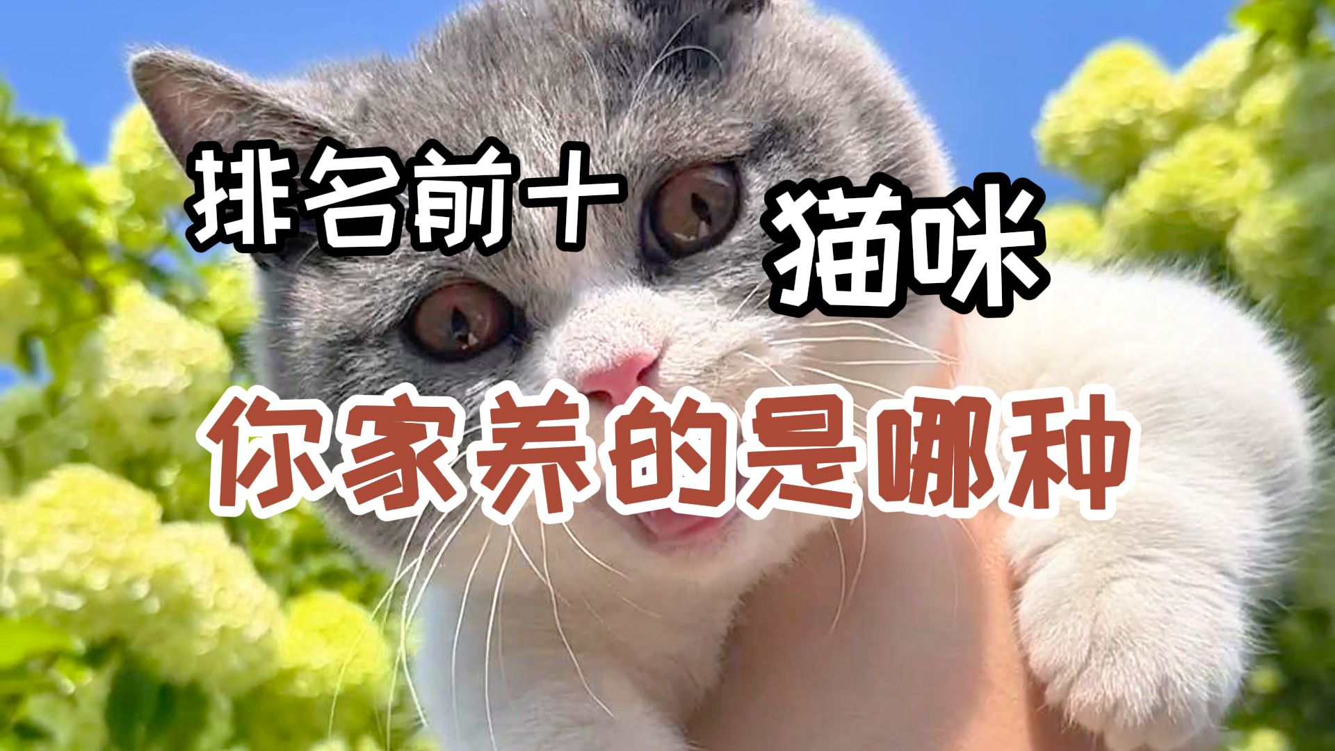 排名前十的猫咪,你家养的是哪种?