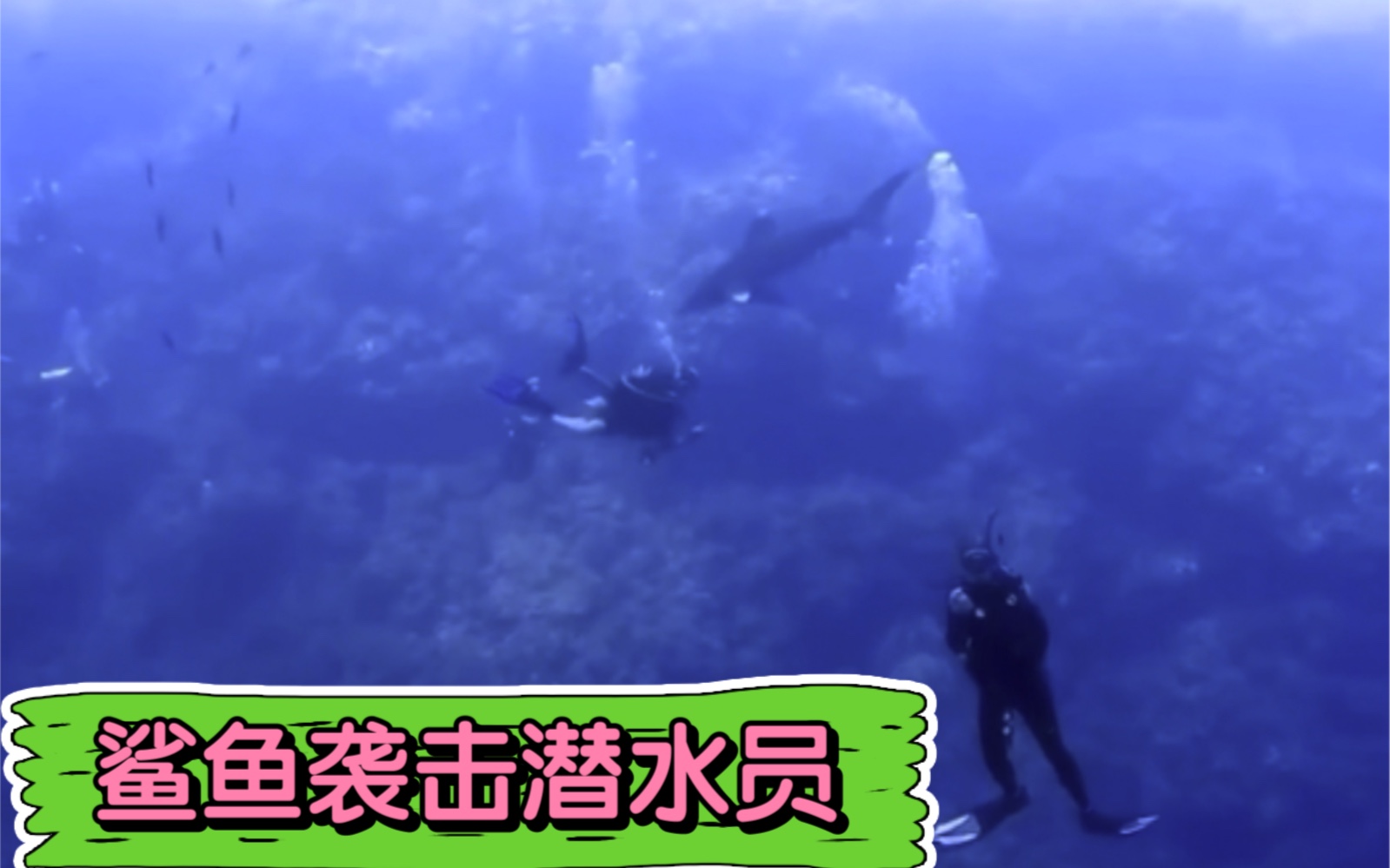 鲨鱼袭击分析 | 1分钟前猜不到谁被咬 | 科普