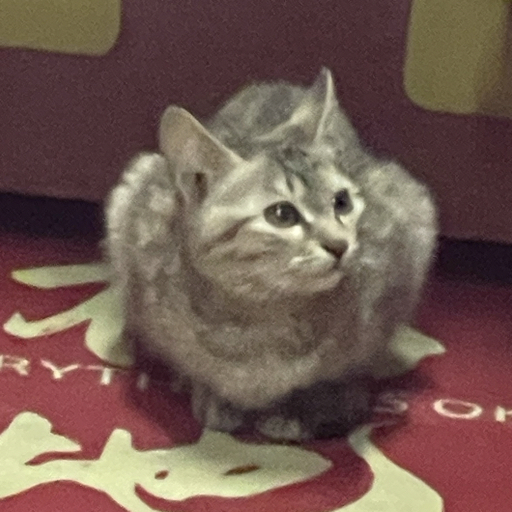 橙子不是橘子aa 