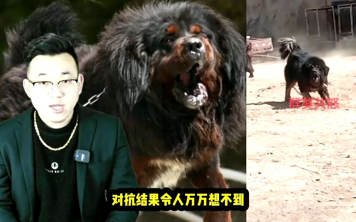 野生藏獒围攻狼群,流浪藏獒大战野狼谁能获胜