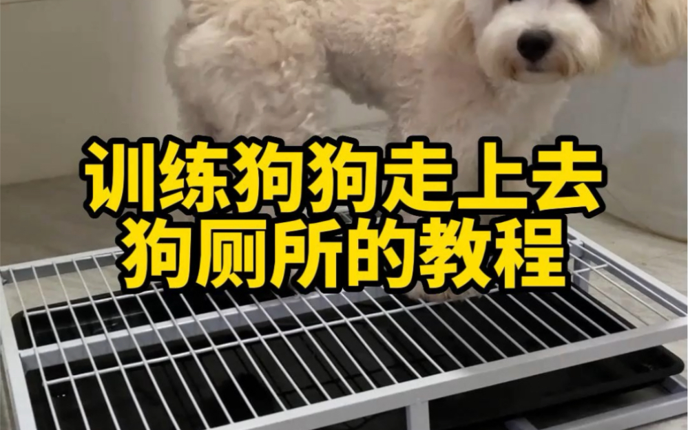 训练狗狗走上去狗厕所的教程