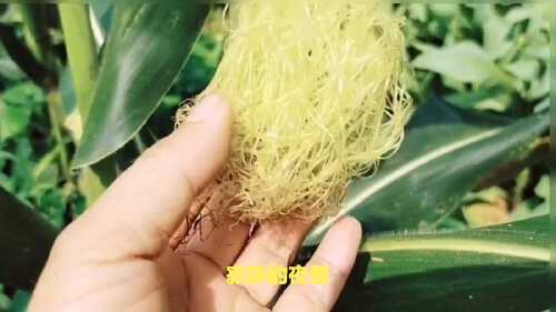 玉米须别再扔!降三高、消水肿的惊人功效,医生都推荐!