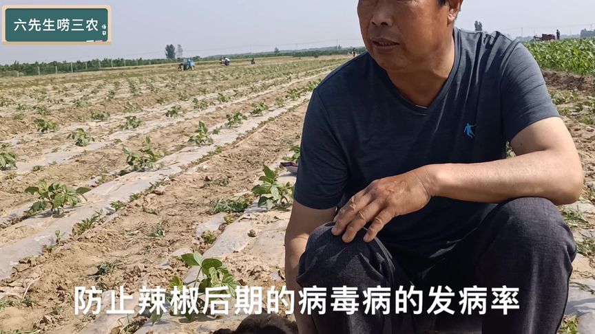“辣椒种植”的栽培技术与注意事项,这些关键点需要仔细听