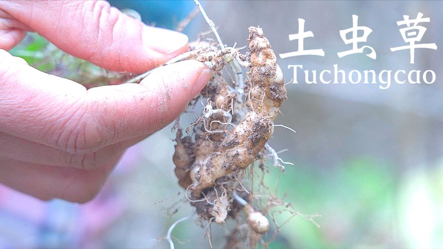 “草石蚕”,一种很像虫子的野菜,吃过吗