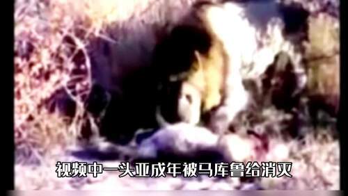 狮王之王沙死一头亚成年雄狮,坏男孩早期征战萨比森真实影像