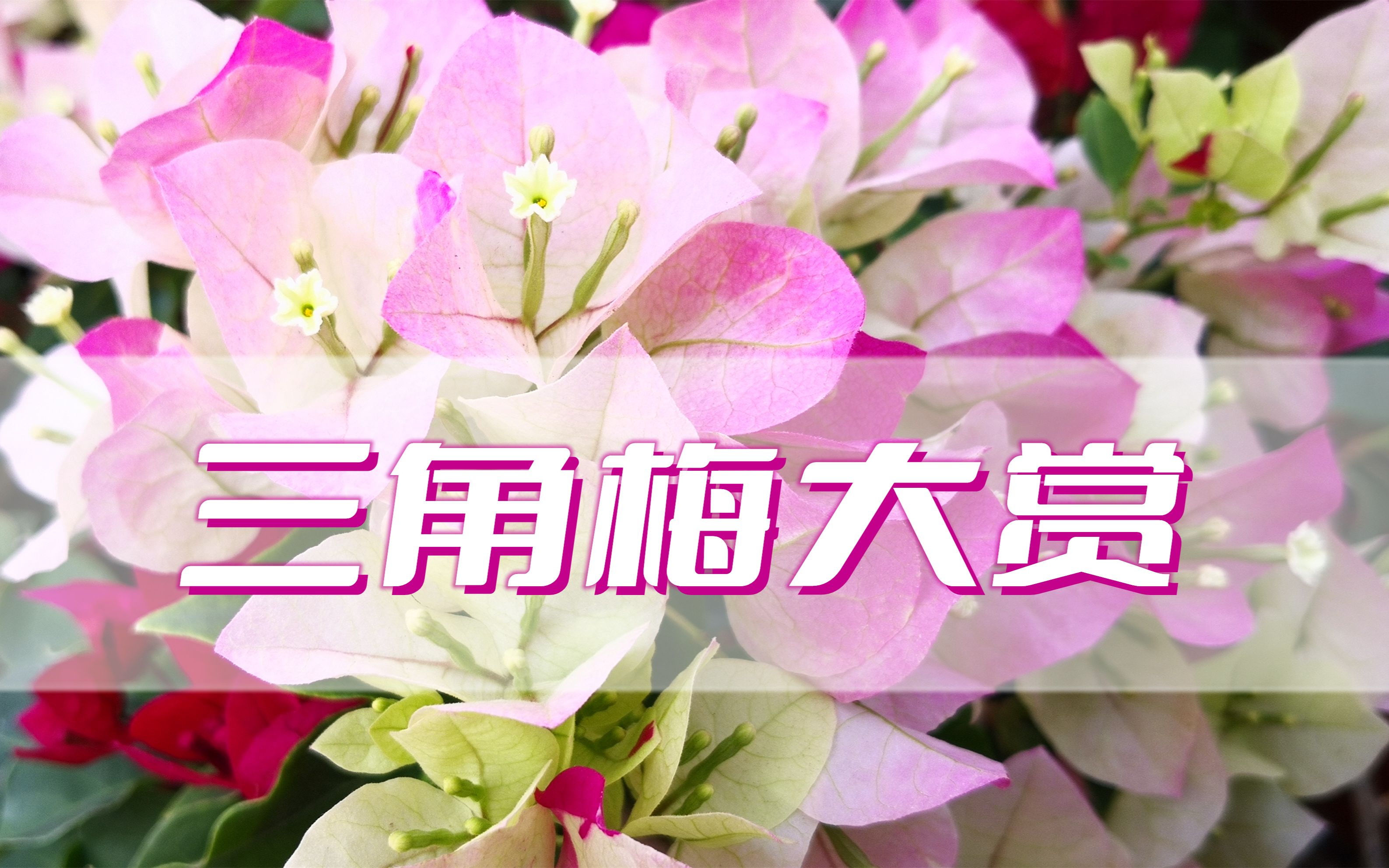 哪种花只见花不见叶?三角梅就是这样优秀!品种花色越来越丰富!