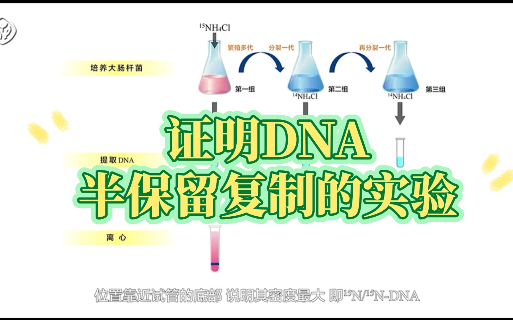 证明DNA半保留复制的实验