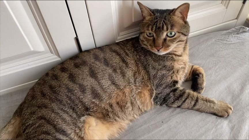 风靡全网的猫咪信任度测试