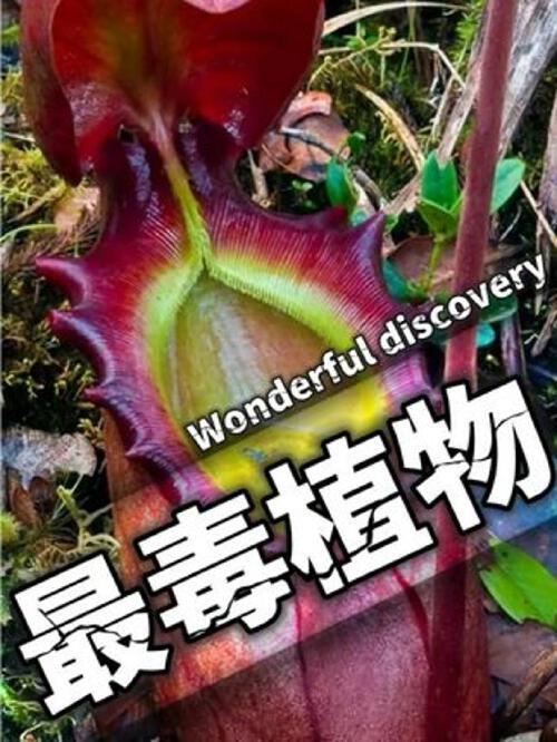 世界上最毒的植物,最后一名堪称恐怖