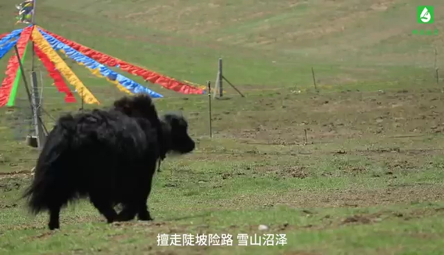 ...陇原乳业 甘肃省第1家做乳制品工厂。 甘肃省人庆阳市重点龙头企业...