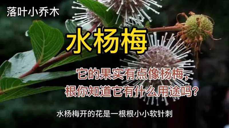 水杨梅:开的花小而柔软像针刺,你了解花和根的用途吗?
