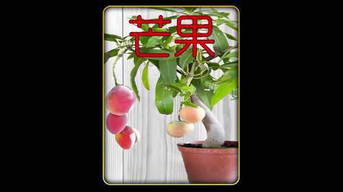 沉浸式种芒果当你把不吃的芒果核给它扔花盆里有趣的事就发生了