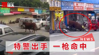 疯牛现身街头横冲直撞,拱翻一片电动车,被特警“砰”地一枪击毙