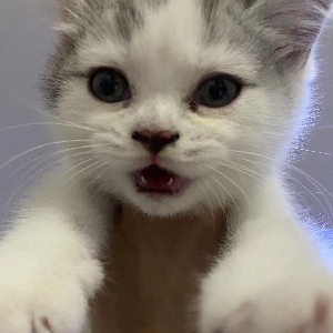 拒绝王祖贤的男人 