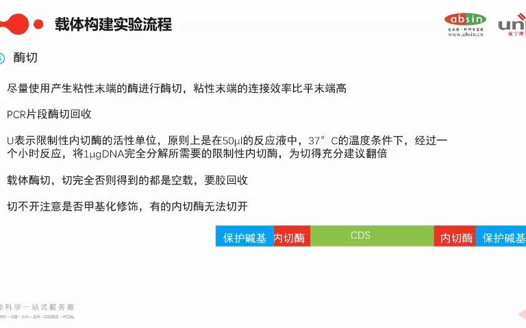 载体构建流程详解-酶切