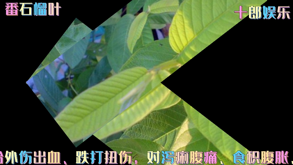 盘点中药材的功效