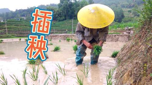 小满插秧季!3块簸箕田竟耗一天,农民春耕有多拼?