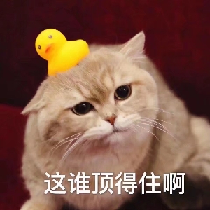 曲奇欧尼酱 