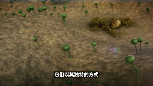 小真菌大作用!竟为人类诞生和地球生态立大功?