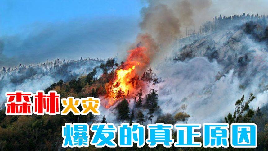 为什么森林火灾频发？7分钟带你了解真正原因，危害太大！