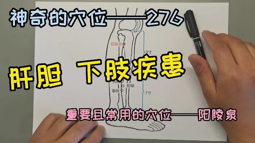 神奇的穴位——重要且常用的穴位,阳陵泉。