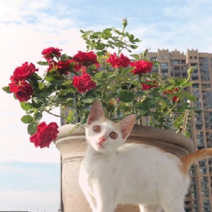 猫咪爱上园艺