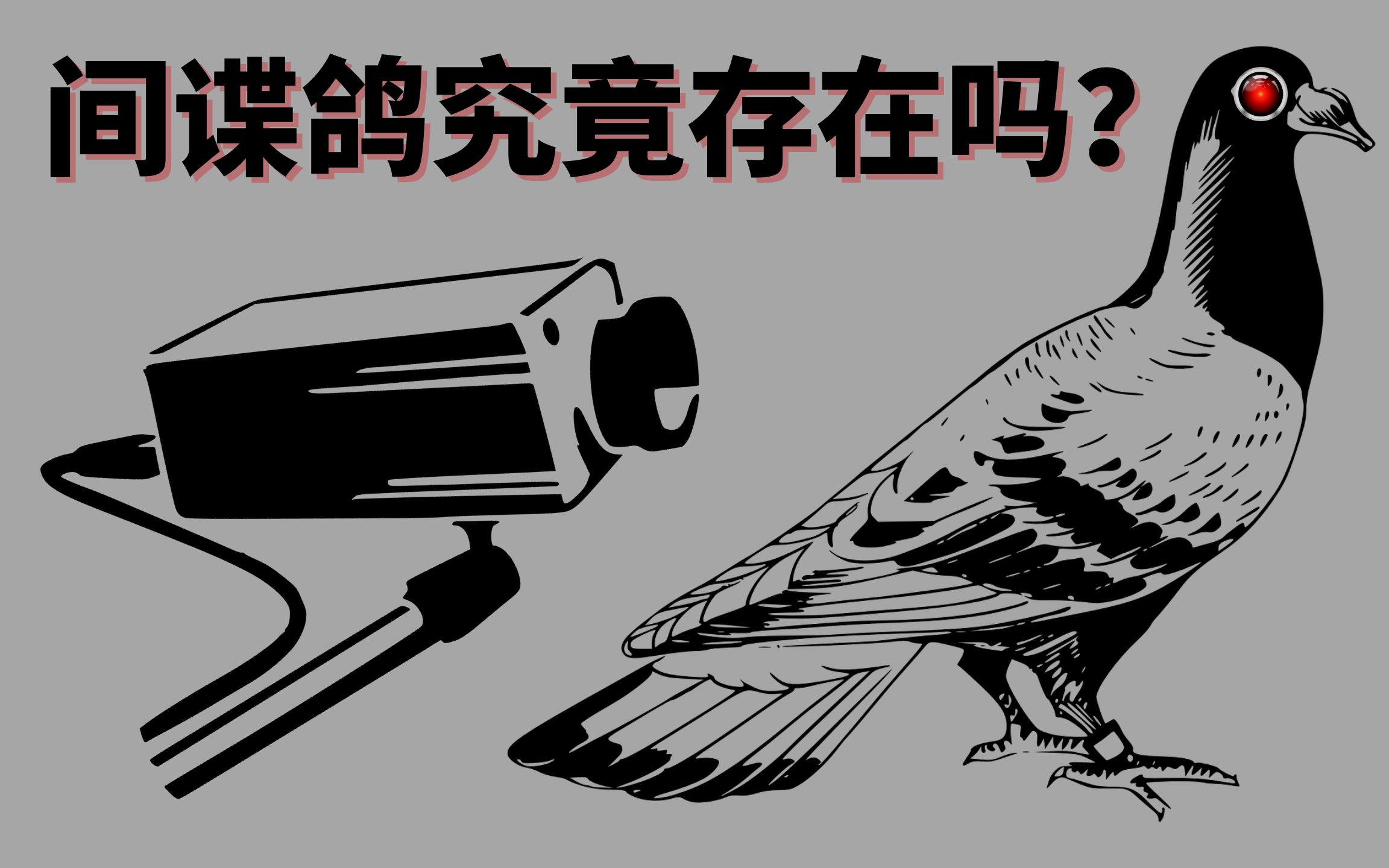 间谍鸽子究竟存在吗,它是到底如何传递信息的?