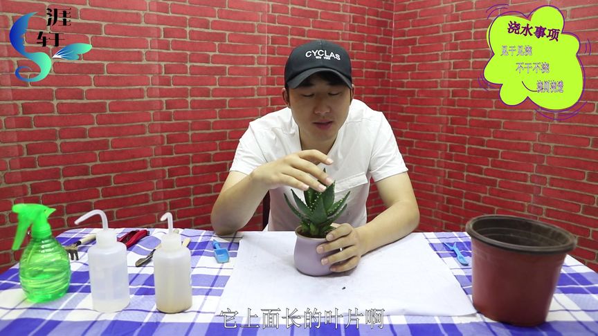 家养芦荟盆栽,教你窍门,芦荟疯长爆盆,人人都羡慕