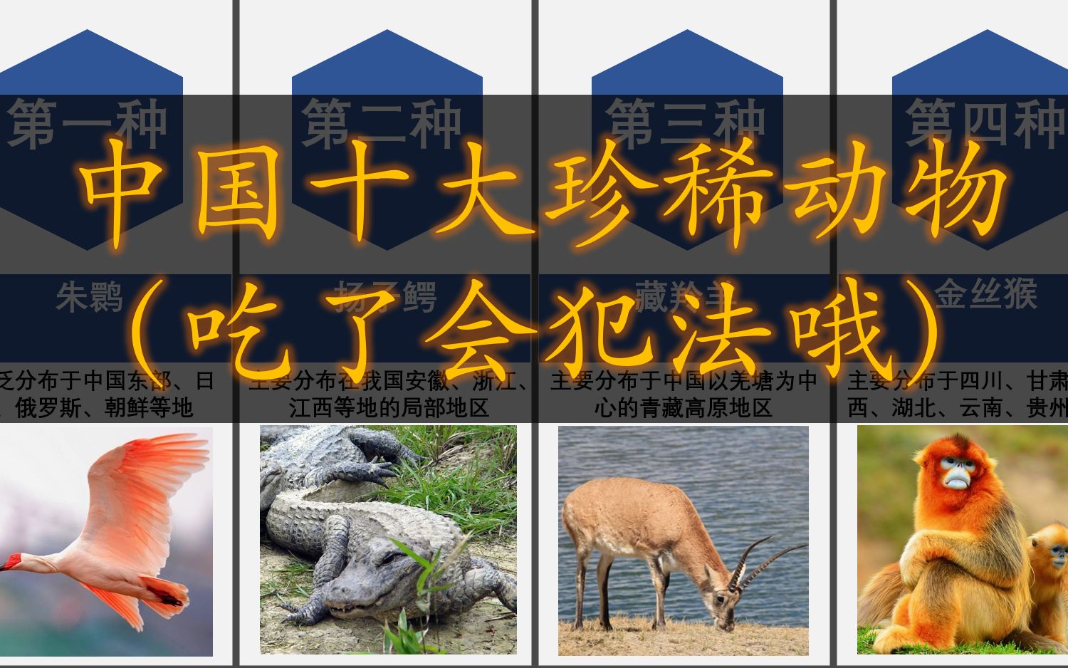 中国十大珍稀动物(吃了会犯法哦!)