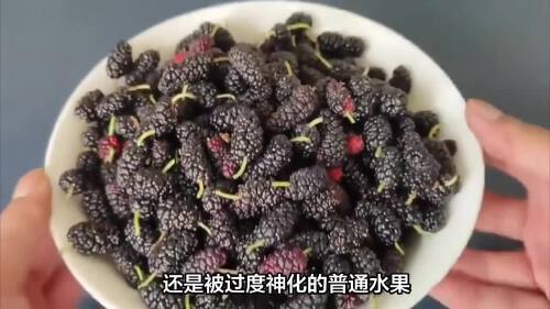 养生别再乱吃!黑桑葚的惊人功效与禁忌,吃错反伤身!