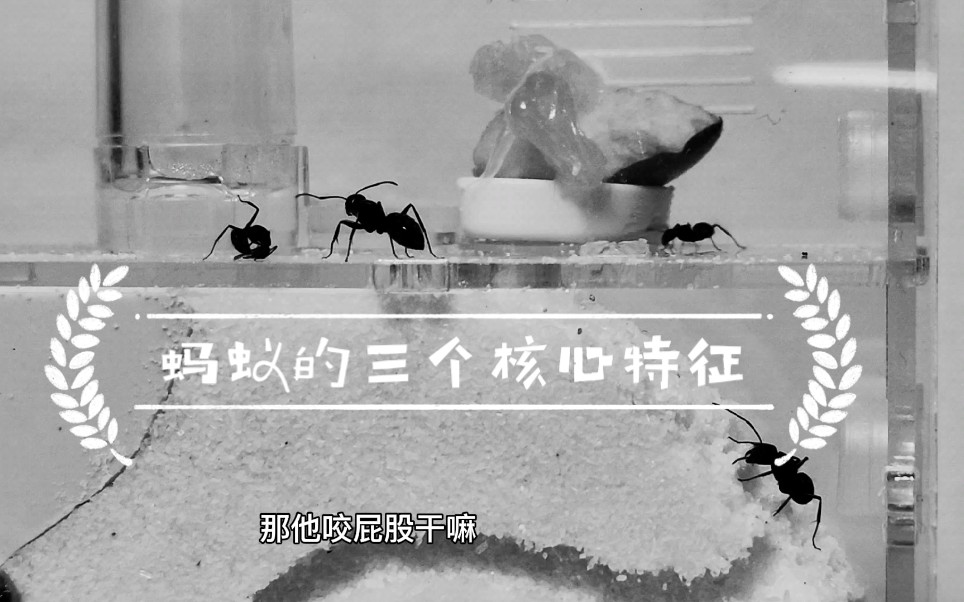 蚂蚁的三个核心特征,你知道吗?