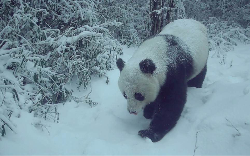 【大熊猫国家公园:最新纪录片(2023年10月14日)】好的片子,容量太大,...