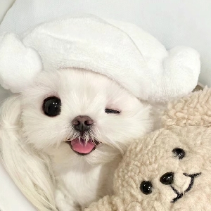 小杨妞同学 