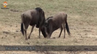 两只公角马为争夺交配权大打出手,鬣狗趁虚而入,活活分食角马