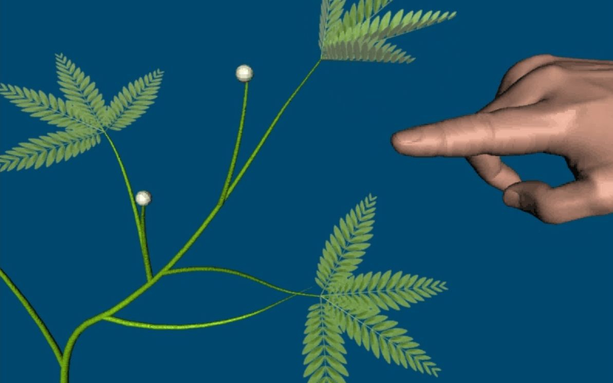 含羞草的应激性(3D动画)