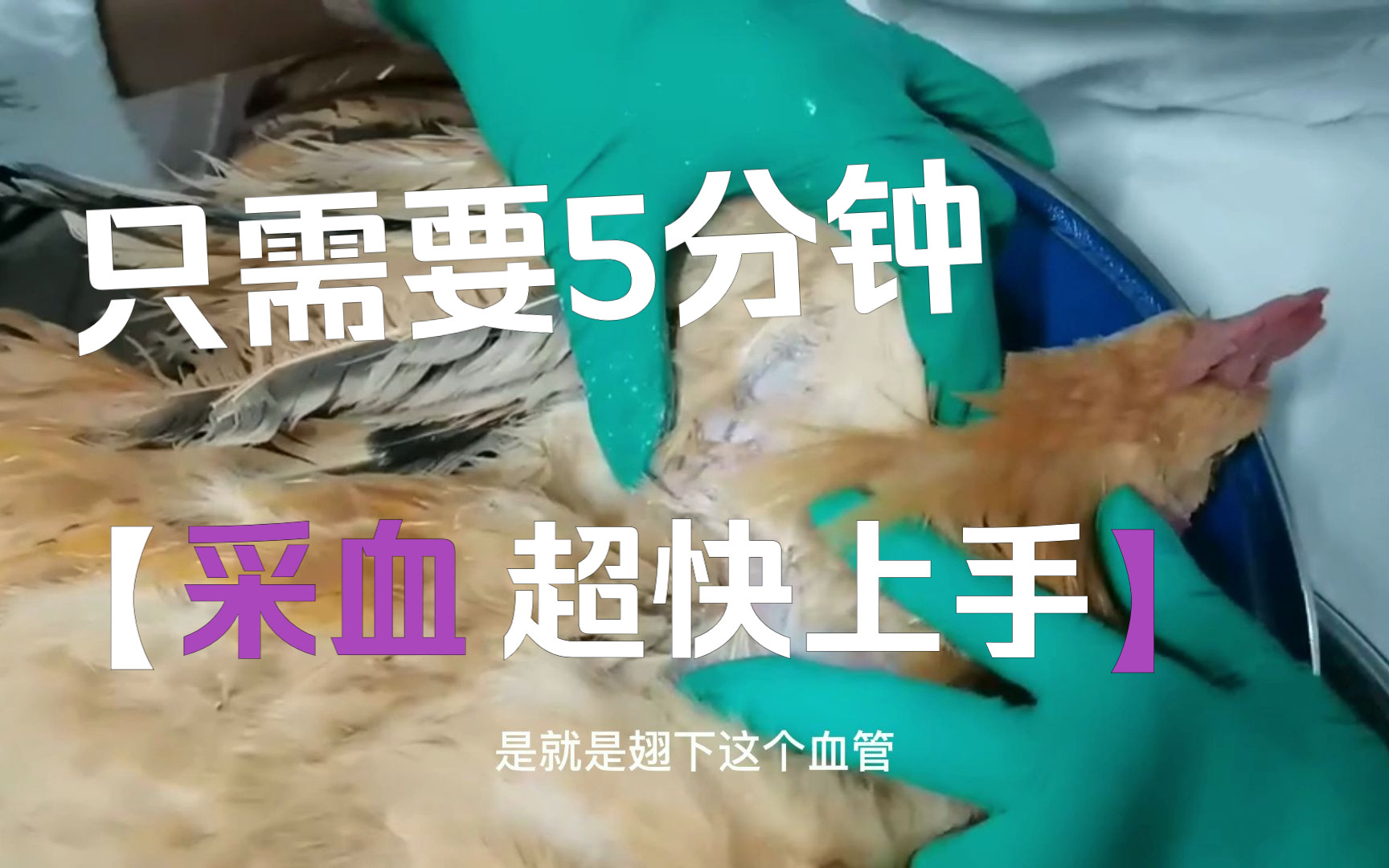 自制学习向|| 鸡翅下静脉采血教学